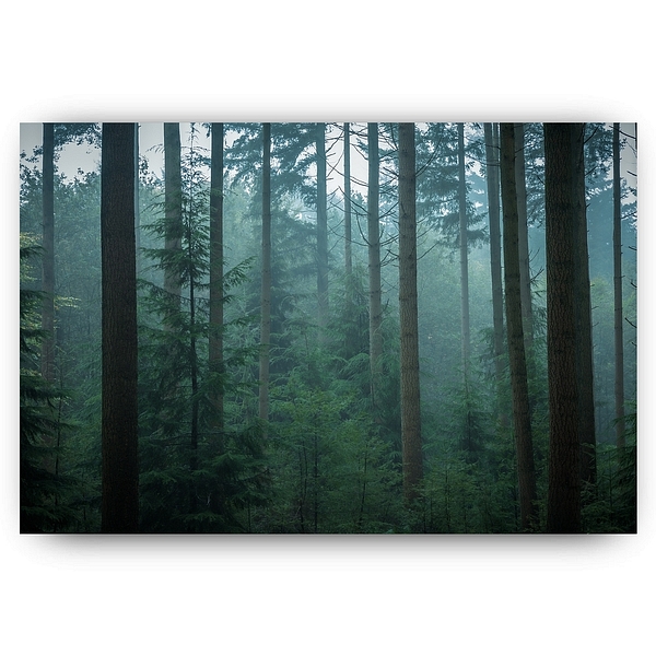 Duister bos - Bilder an de Wand