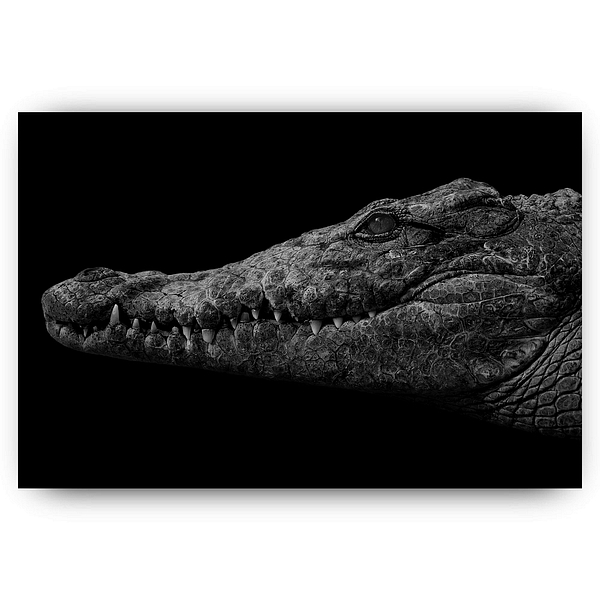 crocodile - Bilder an de Wand